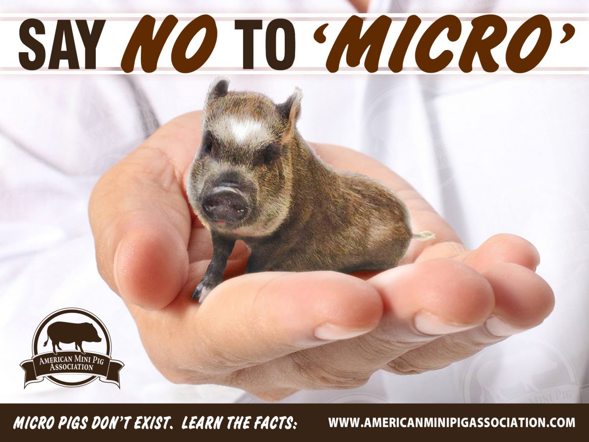 Say No To Micro – Micro Pigs Don’t Exist - American Mini Pig Online Store