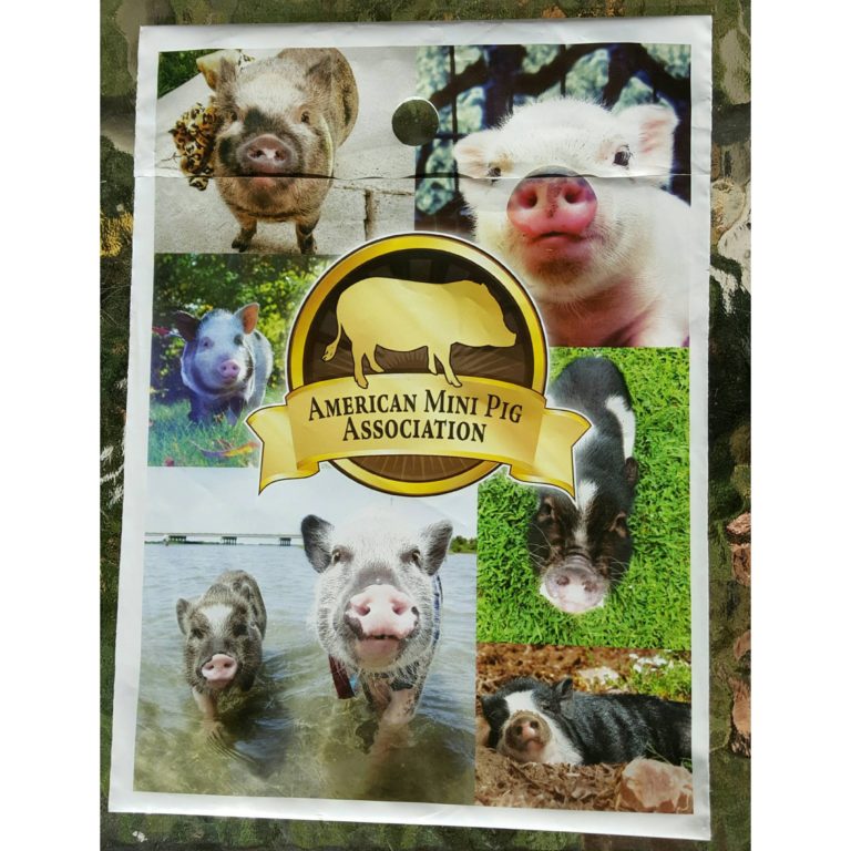 AMPA Mini Pig Bundle - American Mini Pig Online Store